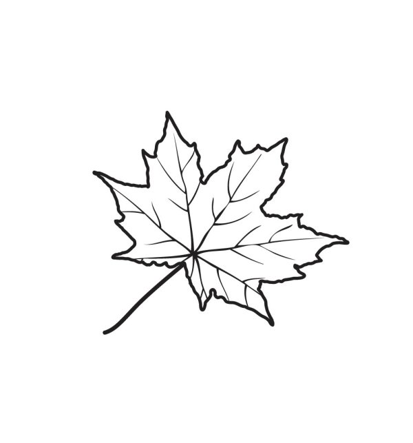 Maple leaf outline vector hand drawn maple leaf in line art white ...